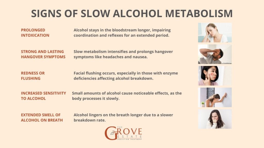 Alcohol Metabolism: Alcohol Processing Time by Drink (0.6 oz)